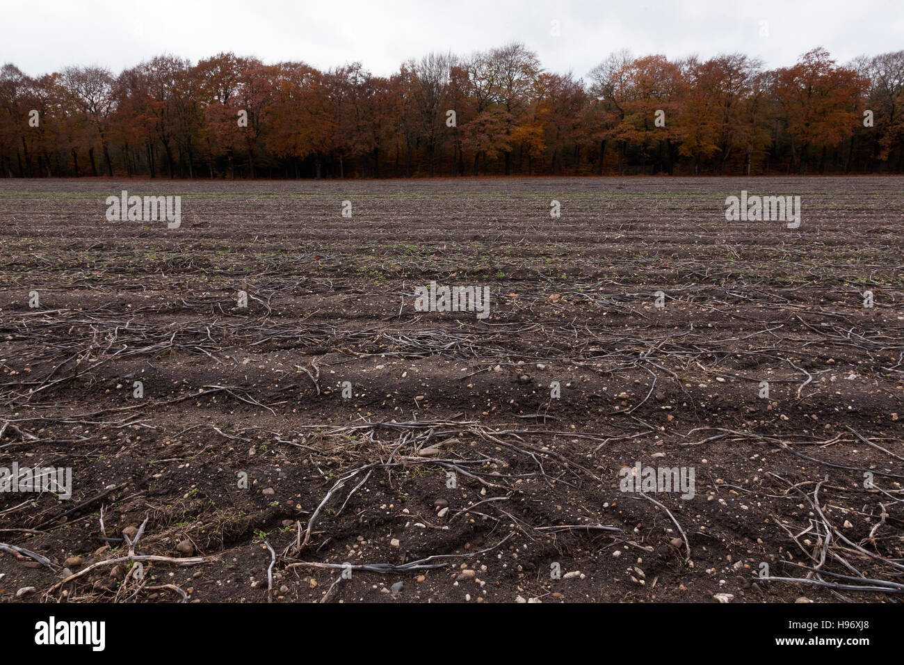 empty field after harvest in the netherlands next to woods near arnhem ...