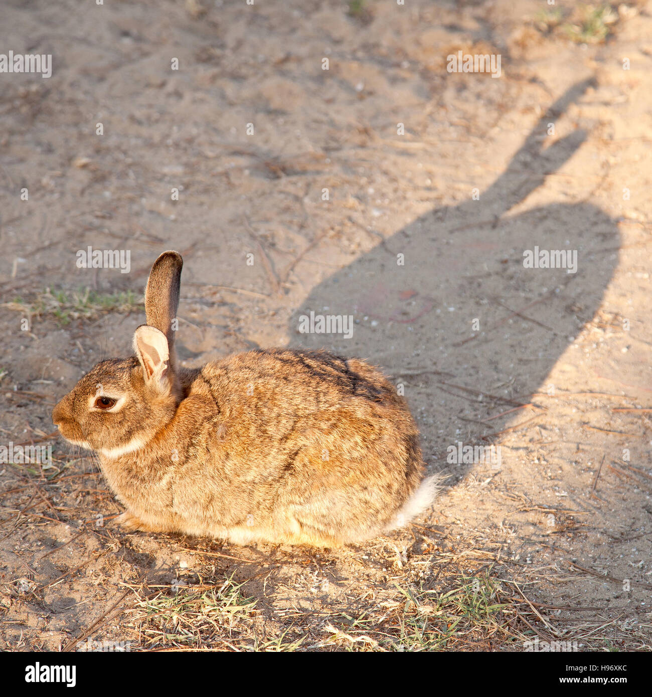 Rabbit throwing hi-res stock photography and images - Alamy