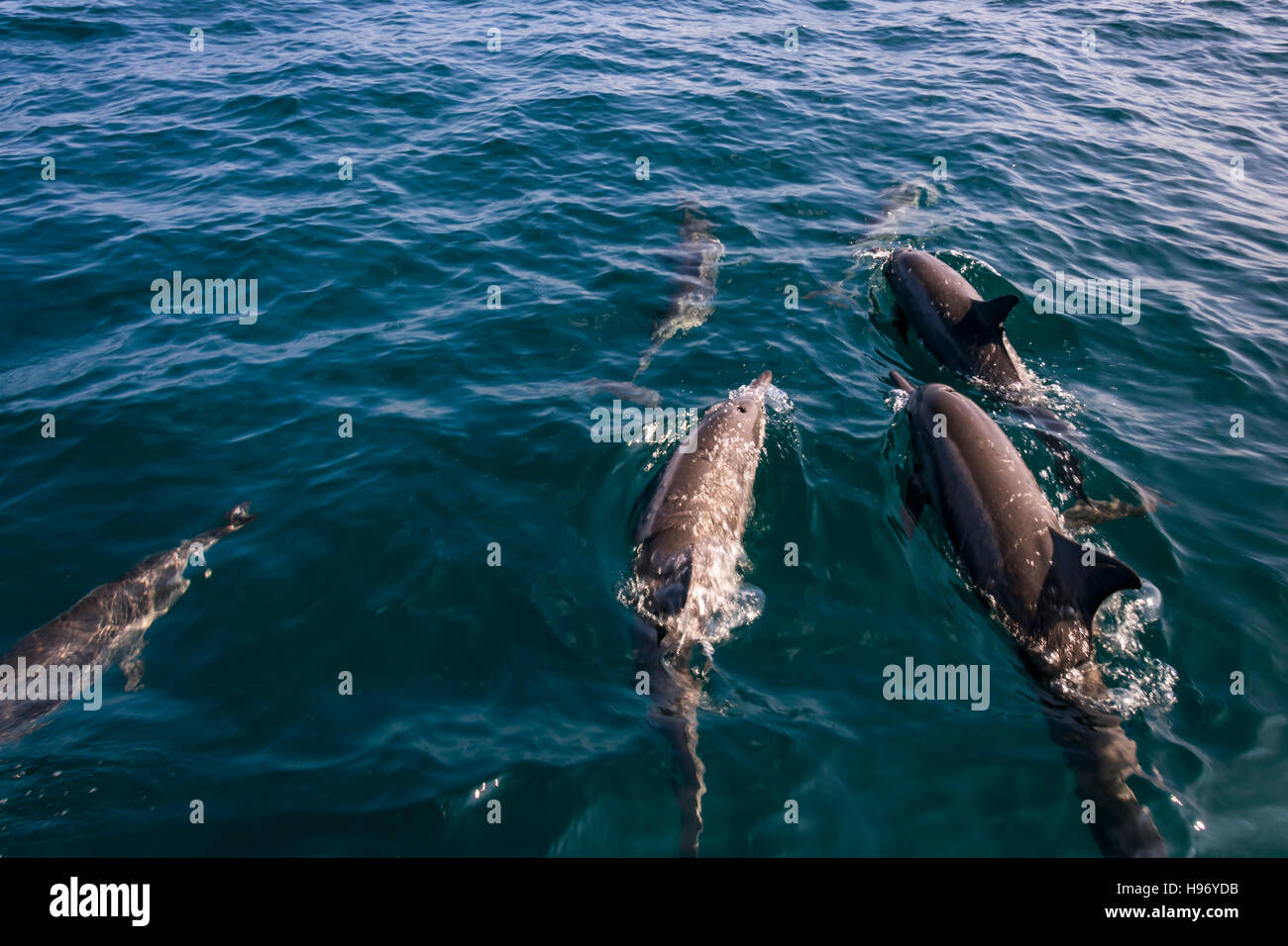 Blue dolphin hi-res stock photography and images - Alamy
