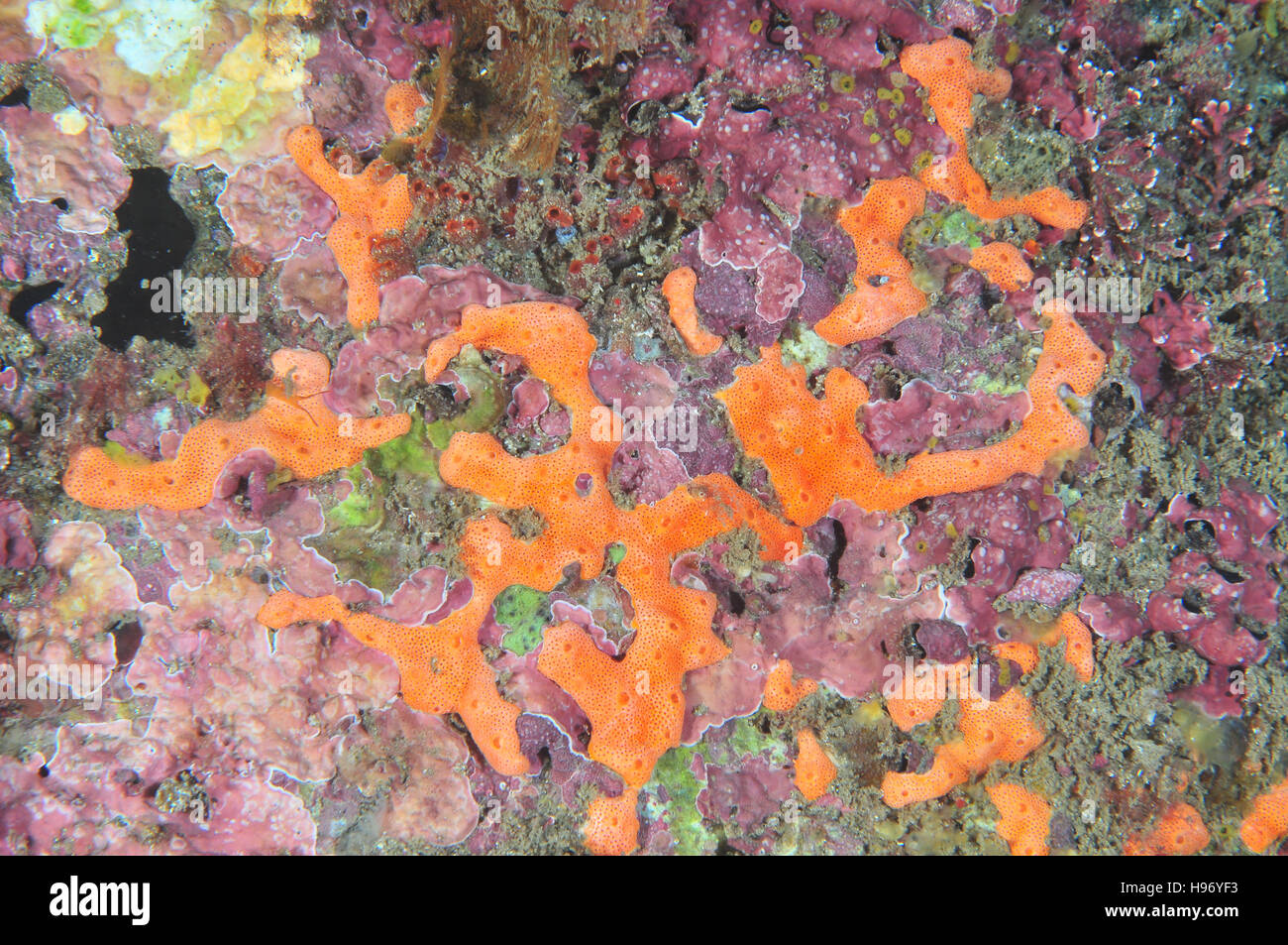 Pink encrusting algae hi-res stock photography and images - Alamy