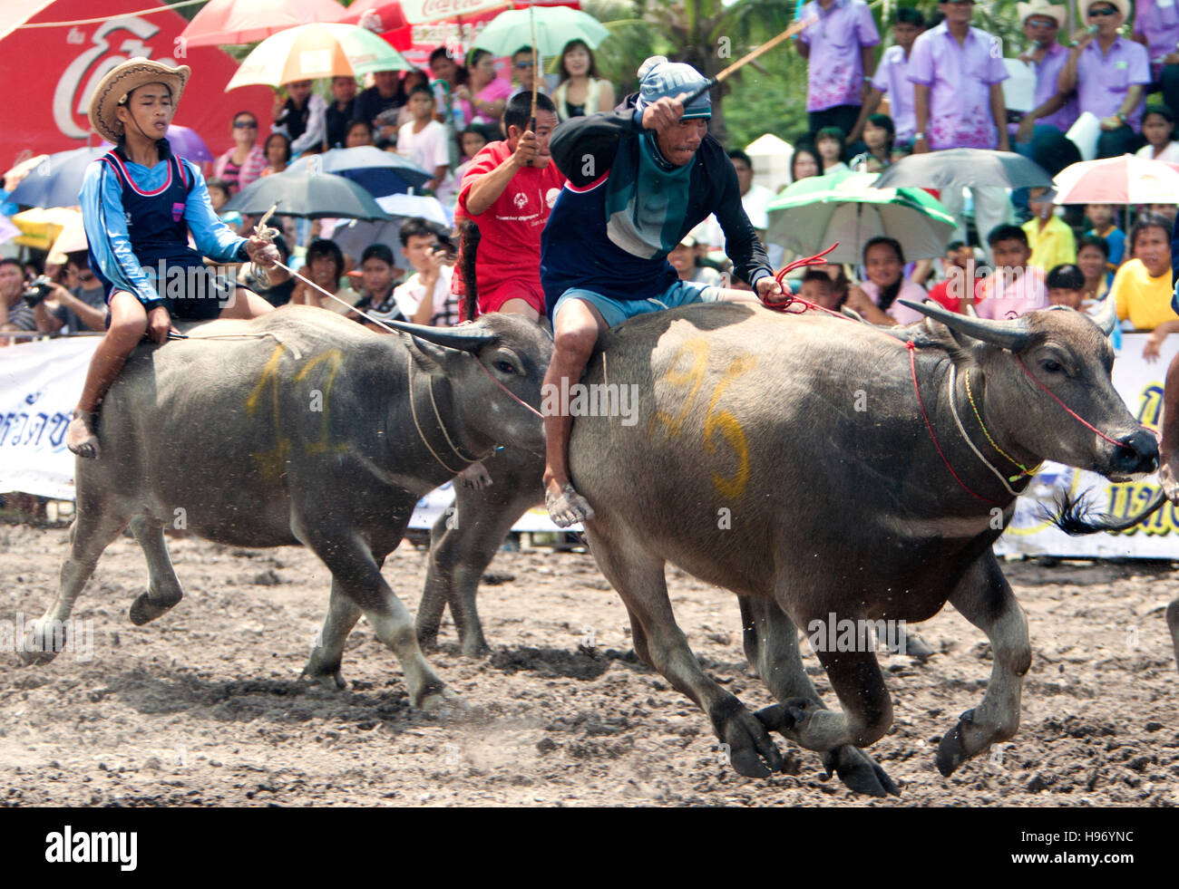 Buffalo racing Chonburi Thailand Stock Photo - Alamy