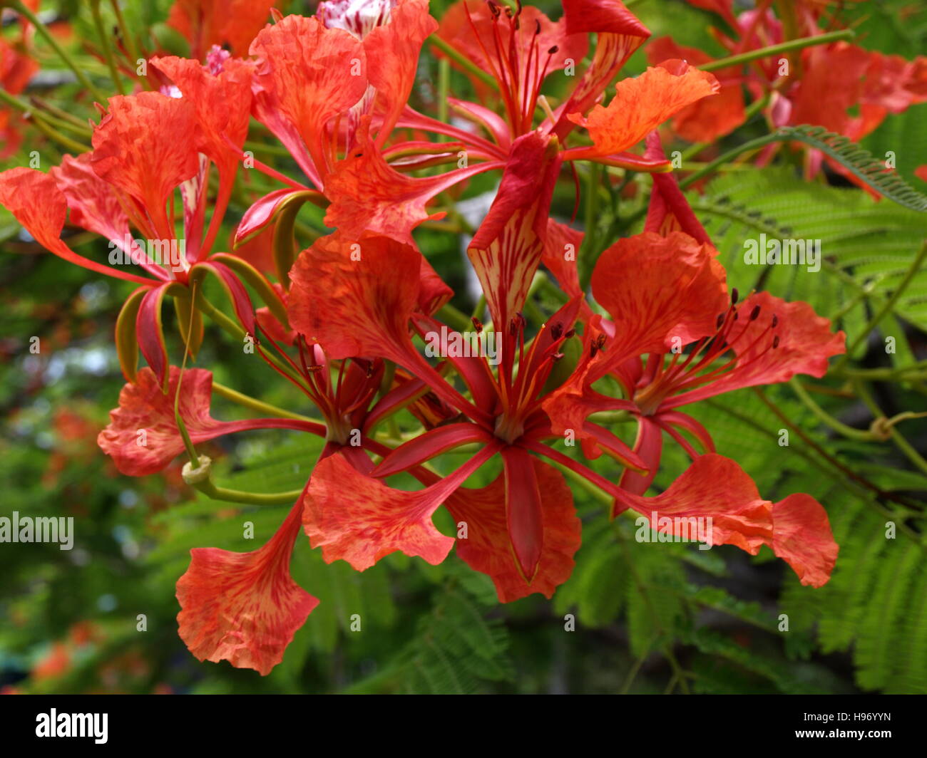 Pretty Red Flowers From a Flowering Tree Stock Photo - Alamy