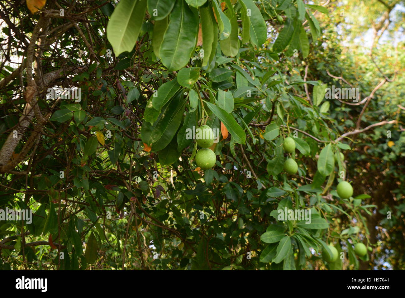 India mango trees hi-res stock photography and images - Alamy