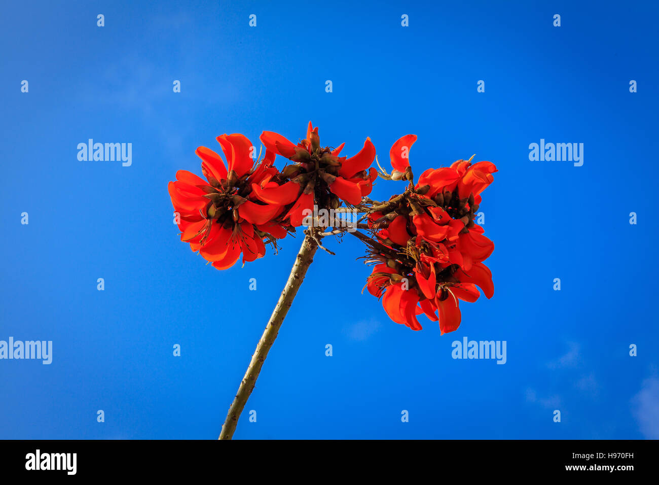 Red coral flower under the clear blue sky Stock Photo - Alamy