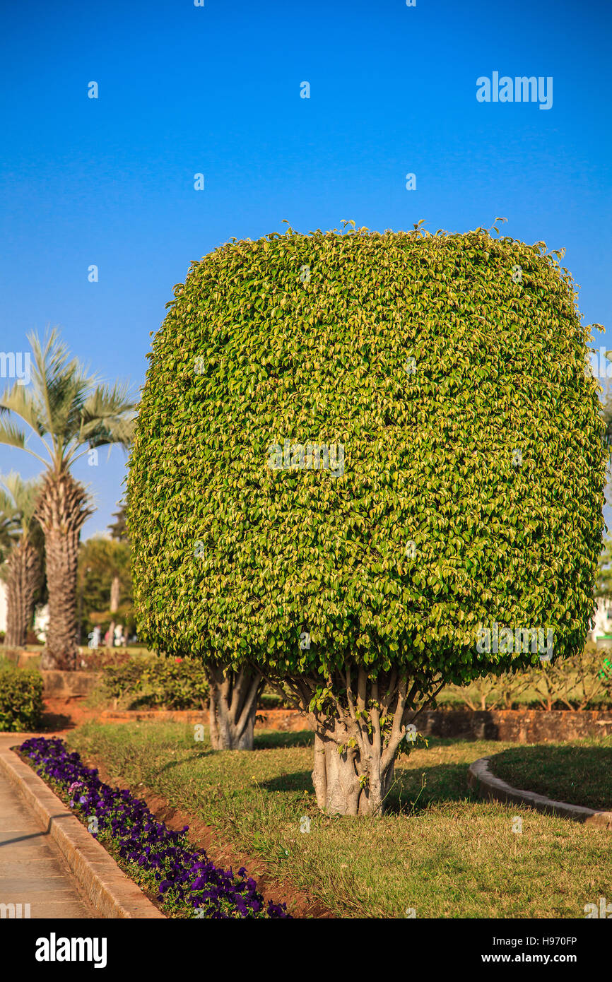 Ficus trees hi-res stock photography and images - Alamy