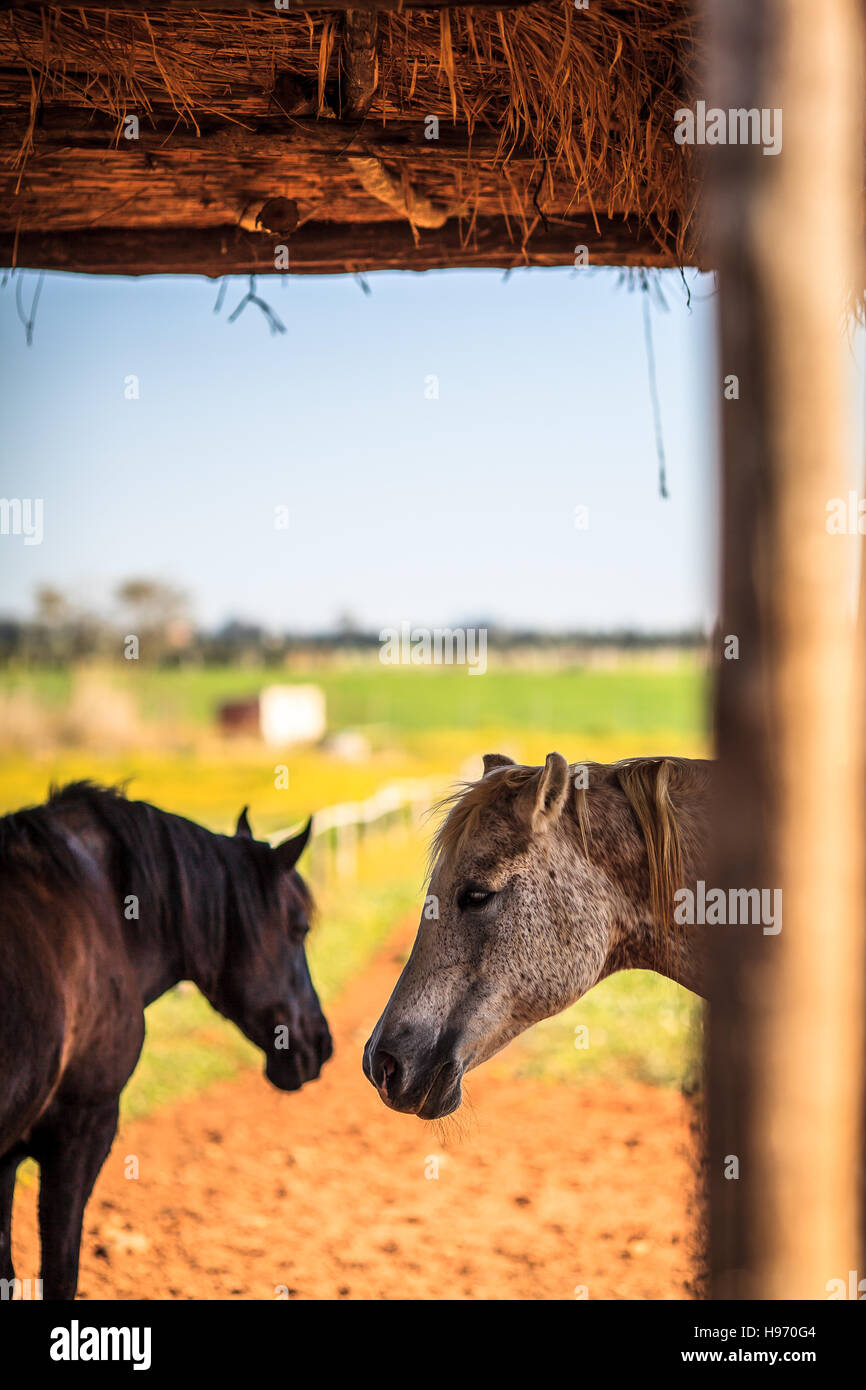 Brilliant light horse hi-res stock photography and images - Alamy