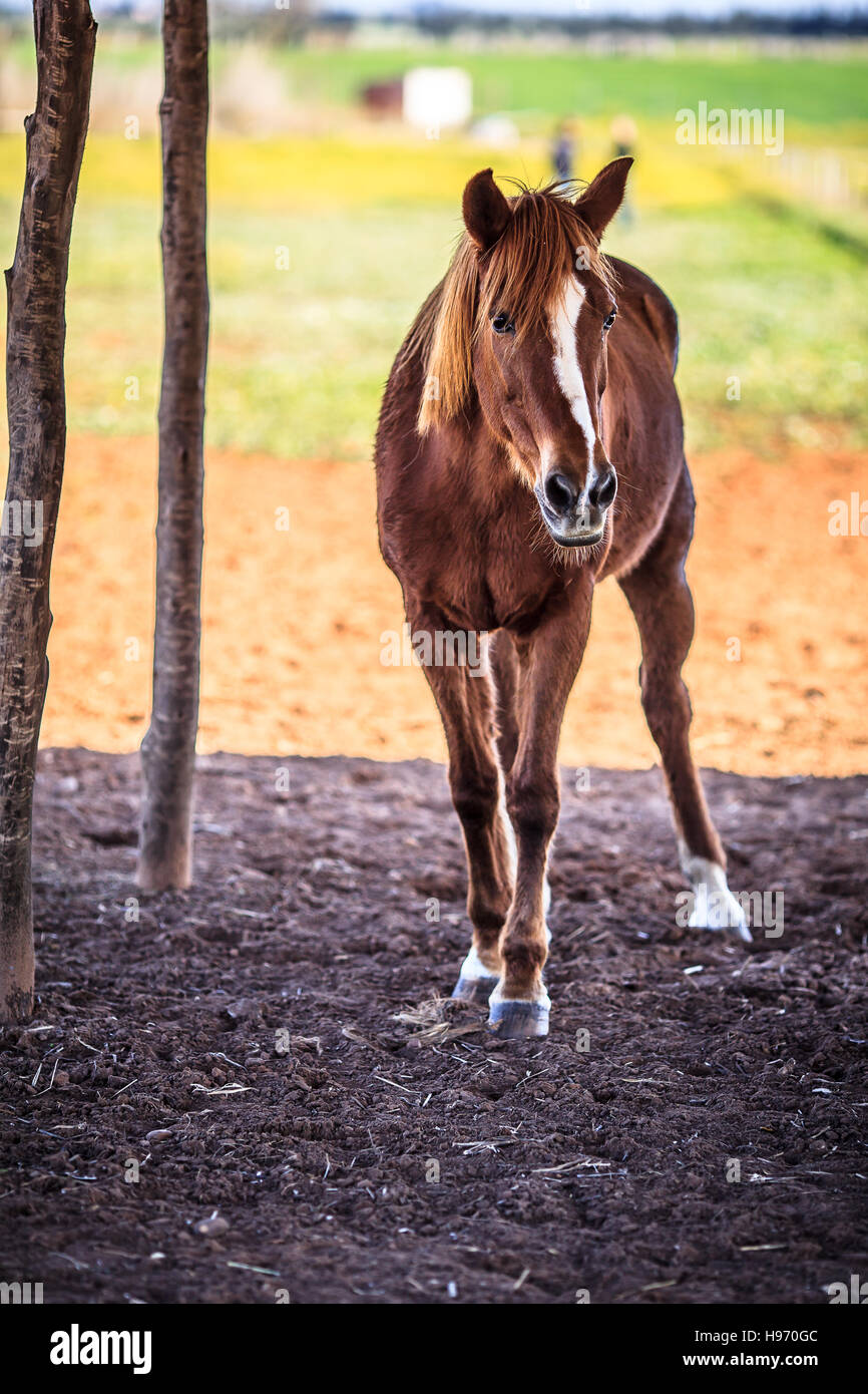 Horse Face Front View