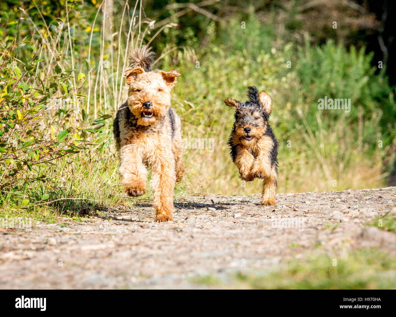 Welsh terrier hi-res stock photography and images - Alamy