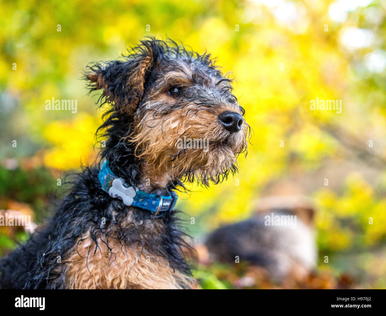 First dog barney hi-res stock photography and images - Alamy