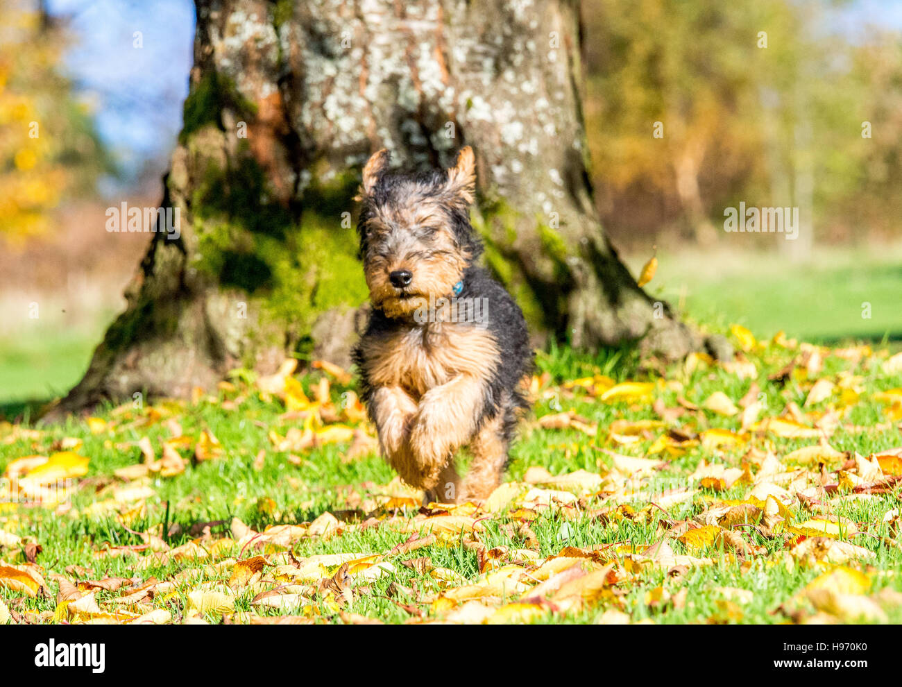 First dog barney hi-res stock photography and images - Alamy