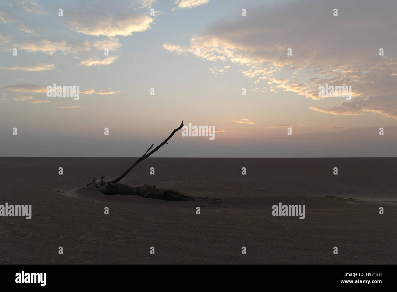 1 tall slanting leaning branch standing rising left end trunk hi-res ...