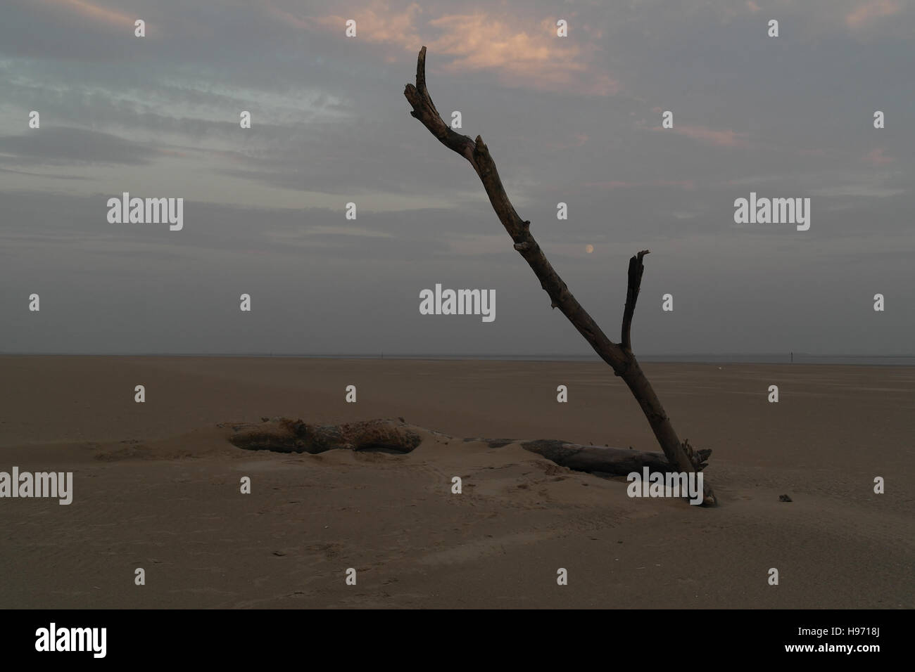 1 tall slanting branch rising trunk end hi-res stock photography and ...