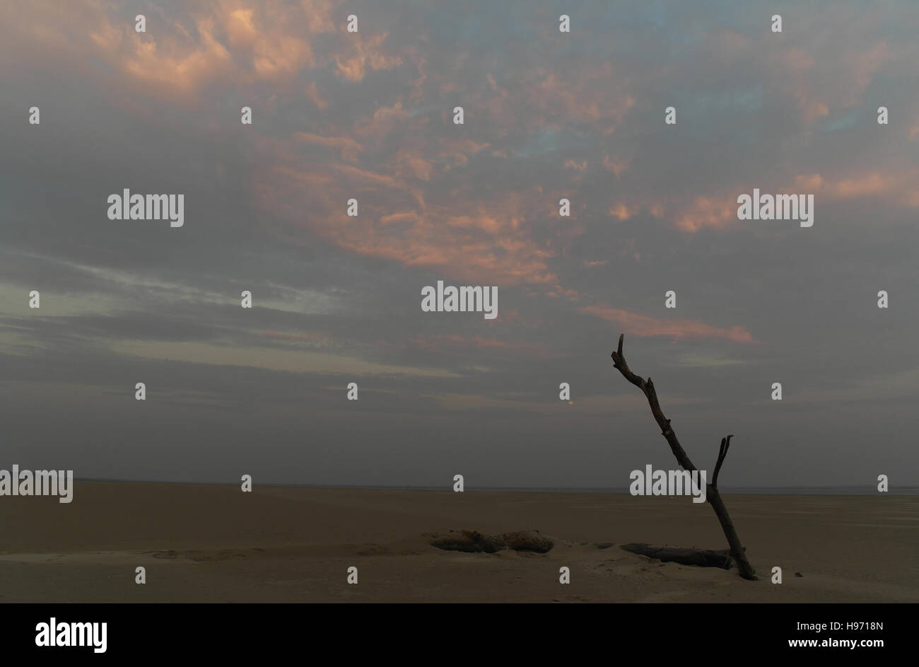 1 tall slanting branch leaning left standing rising trunk end hi-res ...