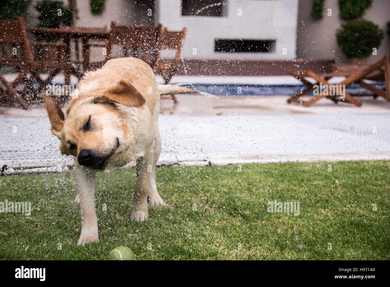 Soaking wet golden labrador shaking off water from its hair as it plays ...