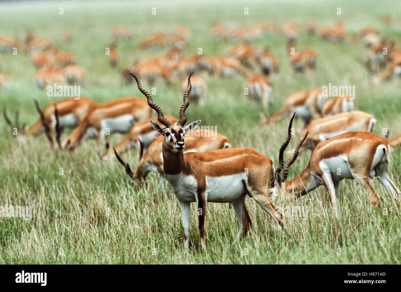 Indian Blackbuck,(Antilope cervicapra),mixed herd of males and females ...