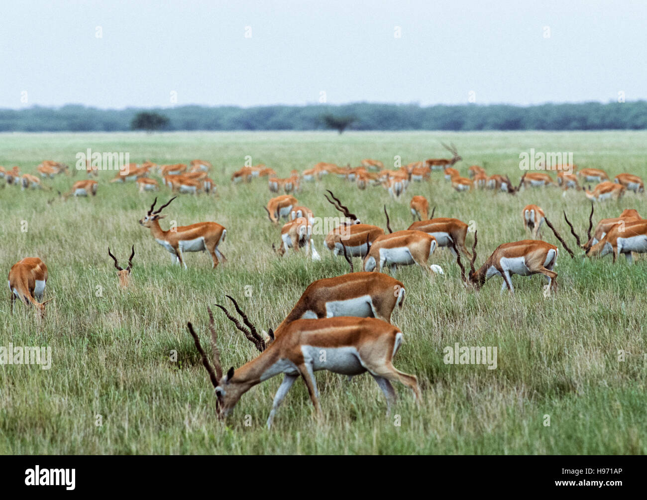 Indian blackbuck herd hi-res stock photography and images - Alamy
