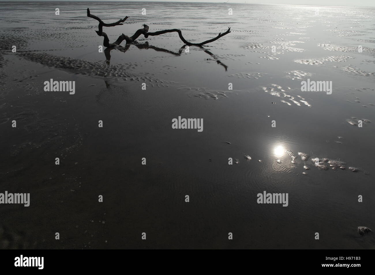 White sun reflecting wet beach sand to right of crooked tree branch ...