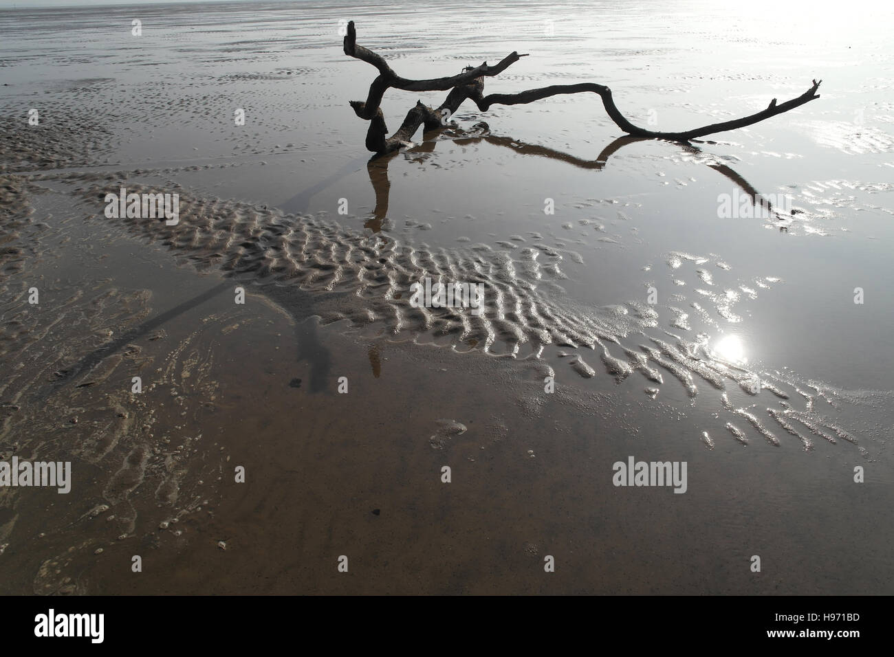White sun reflecting wet beach sand to the right of a crooked tree ...