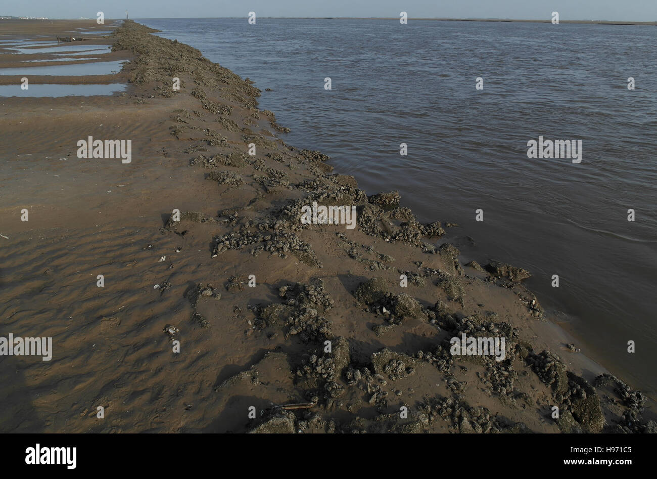 Blue sky view, looking upstream, North Training Wall, with mussel beds ...