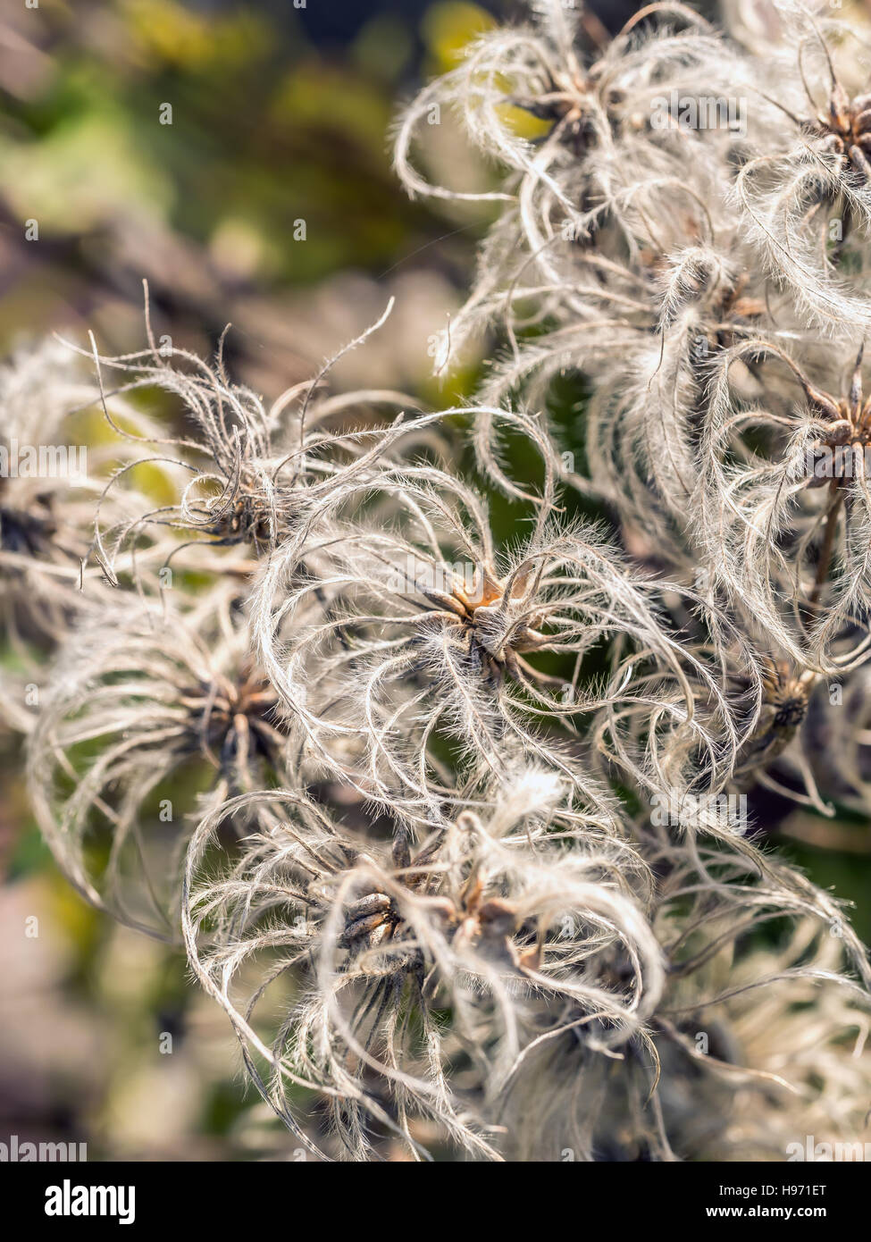 Close up flower known hi-res stock photography and images - Alamy