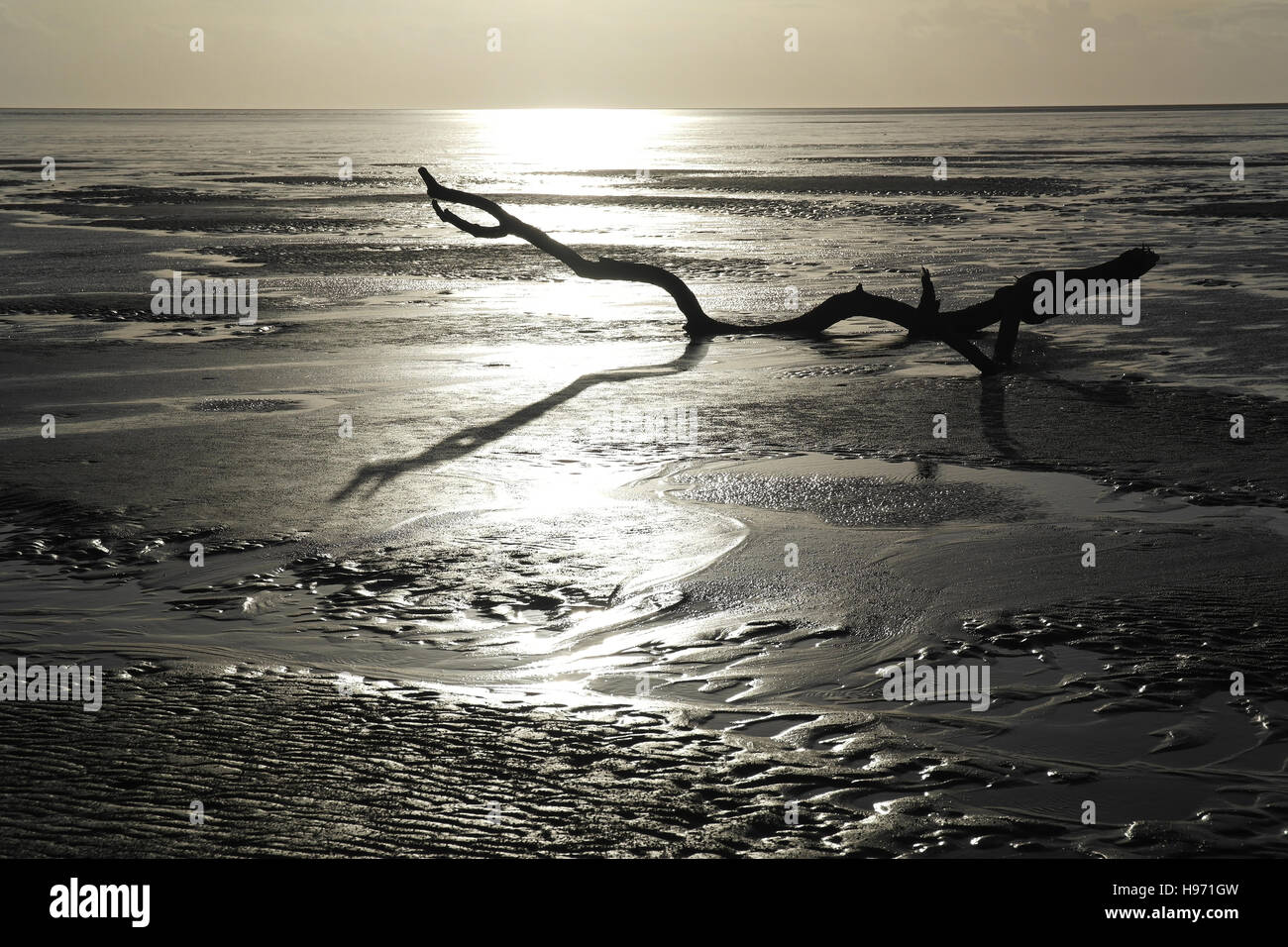 Dark crooked tree branch lying and reflecting wet beach sand ...