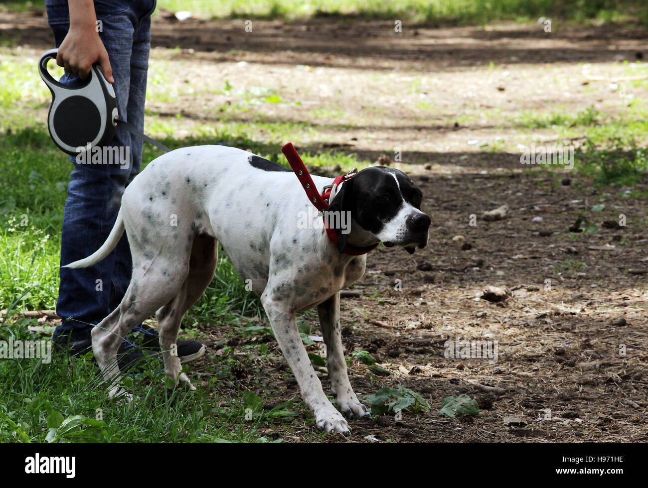 Setter on point hi-res stock photography and images - Alamy