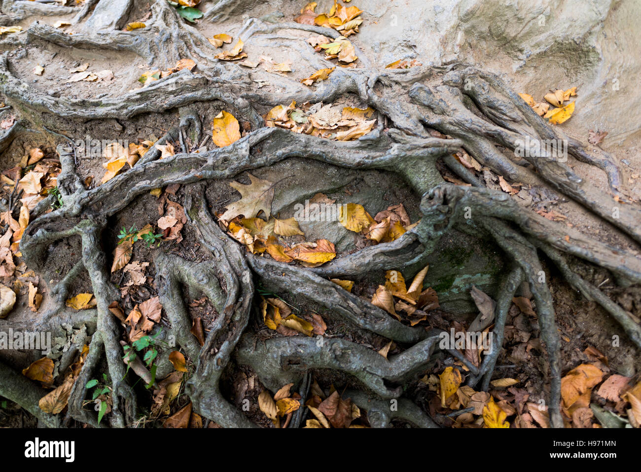 Colorful yellow autumn leaves caught in old gnarled entwined tree roots ...