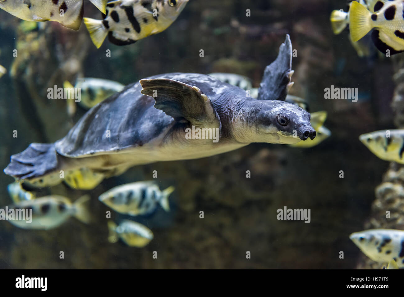Pig Nosed Turtle Stock Photo - Alamy