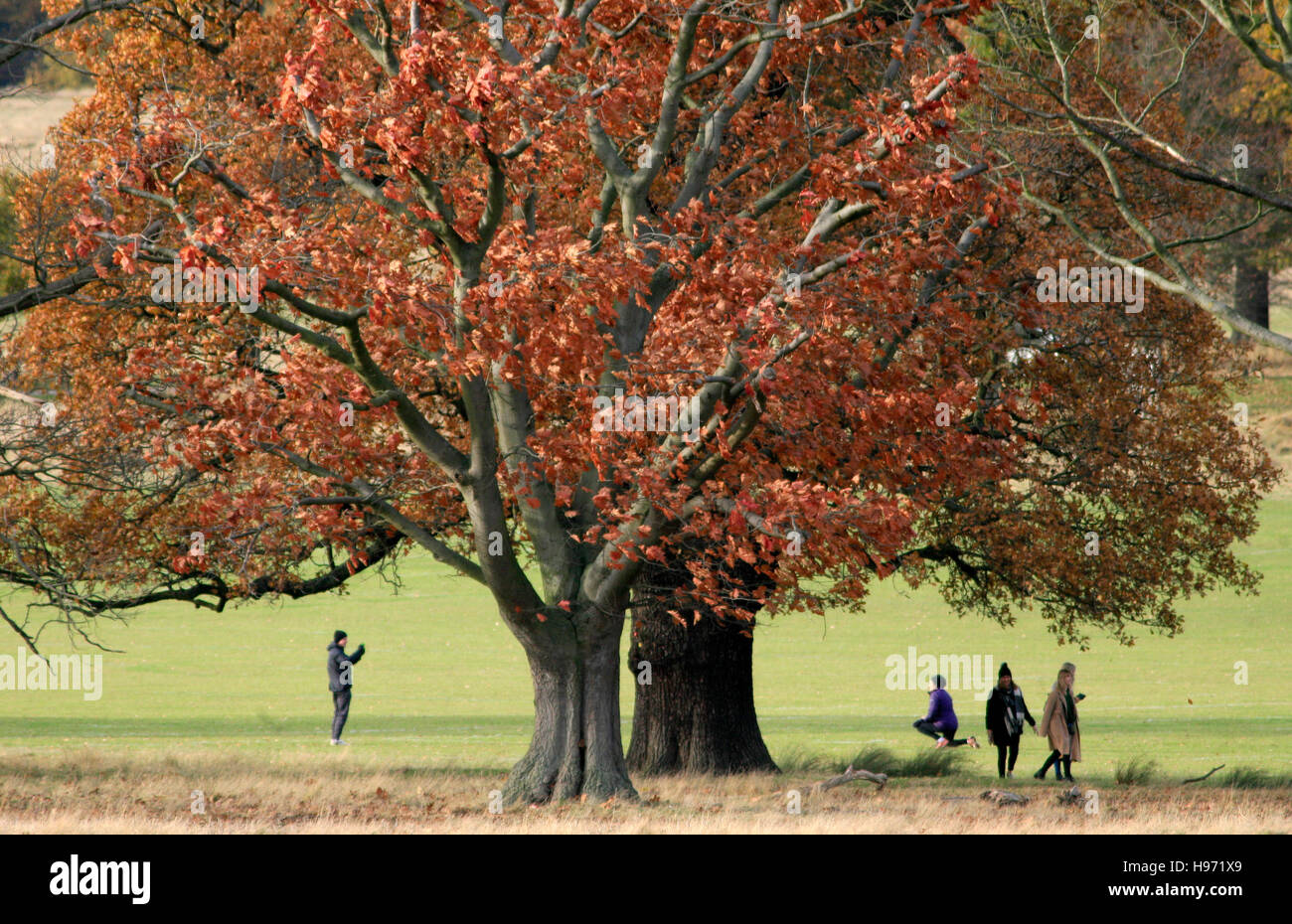 People walk past trees displaying autumn colours in Richmond Park ...
