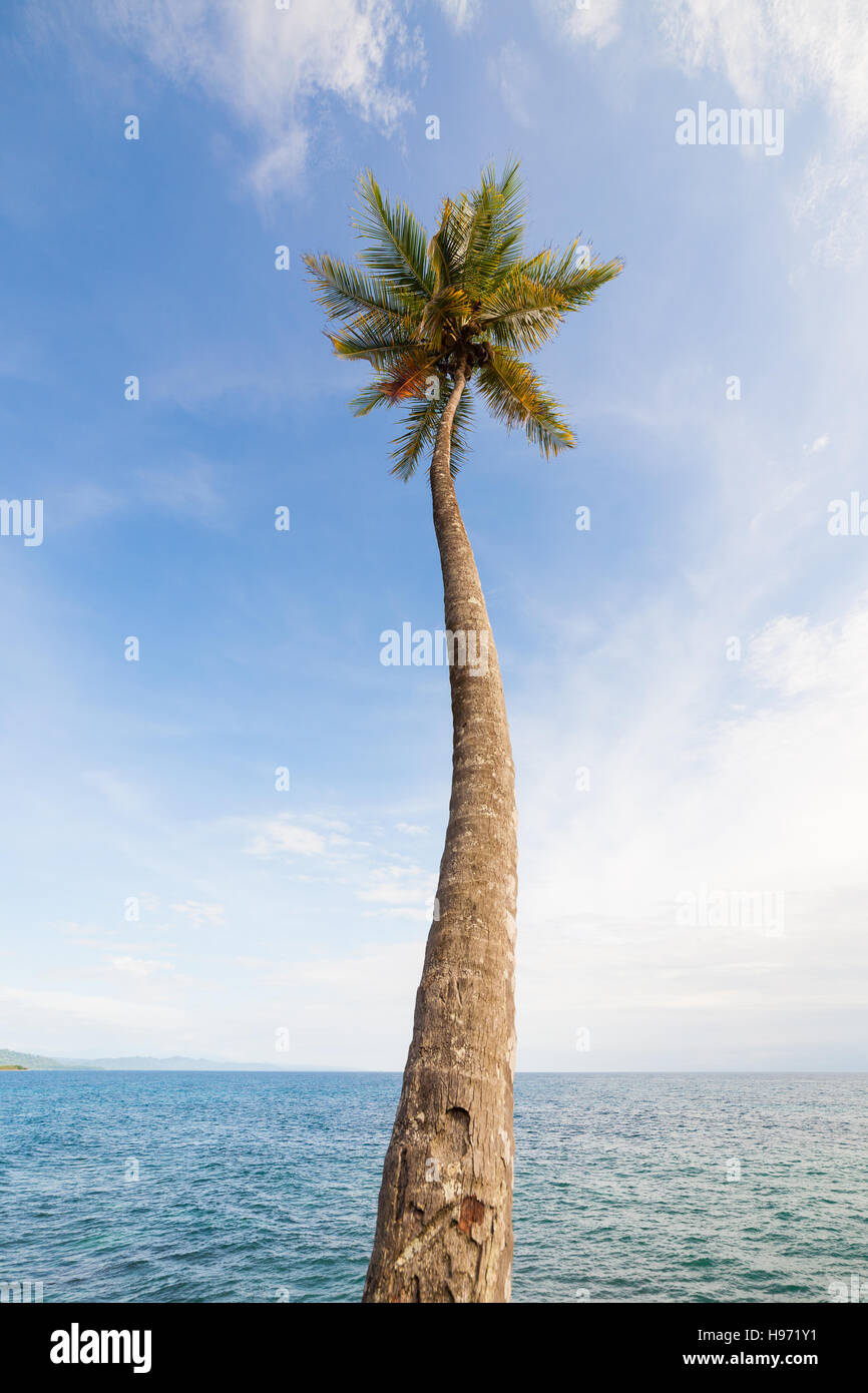 Tall palm tree hi-res stock photography and images - Alamy
