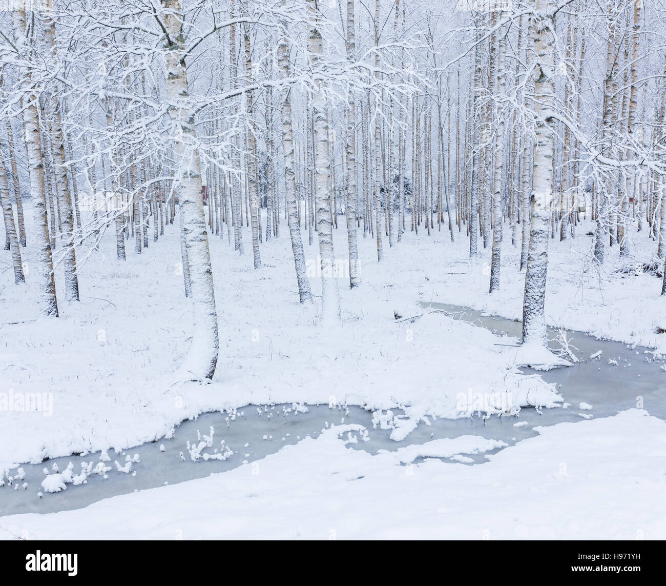 Birchwood in winter hi-res stock photography and images - Alamy