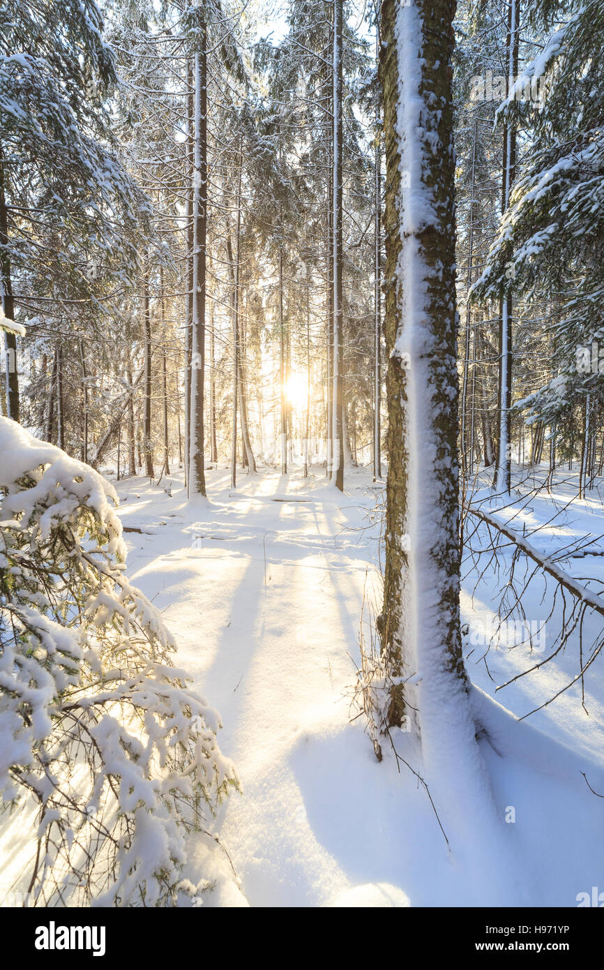 Low light forest hi-res stock photography and images - Alamy