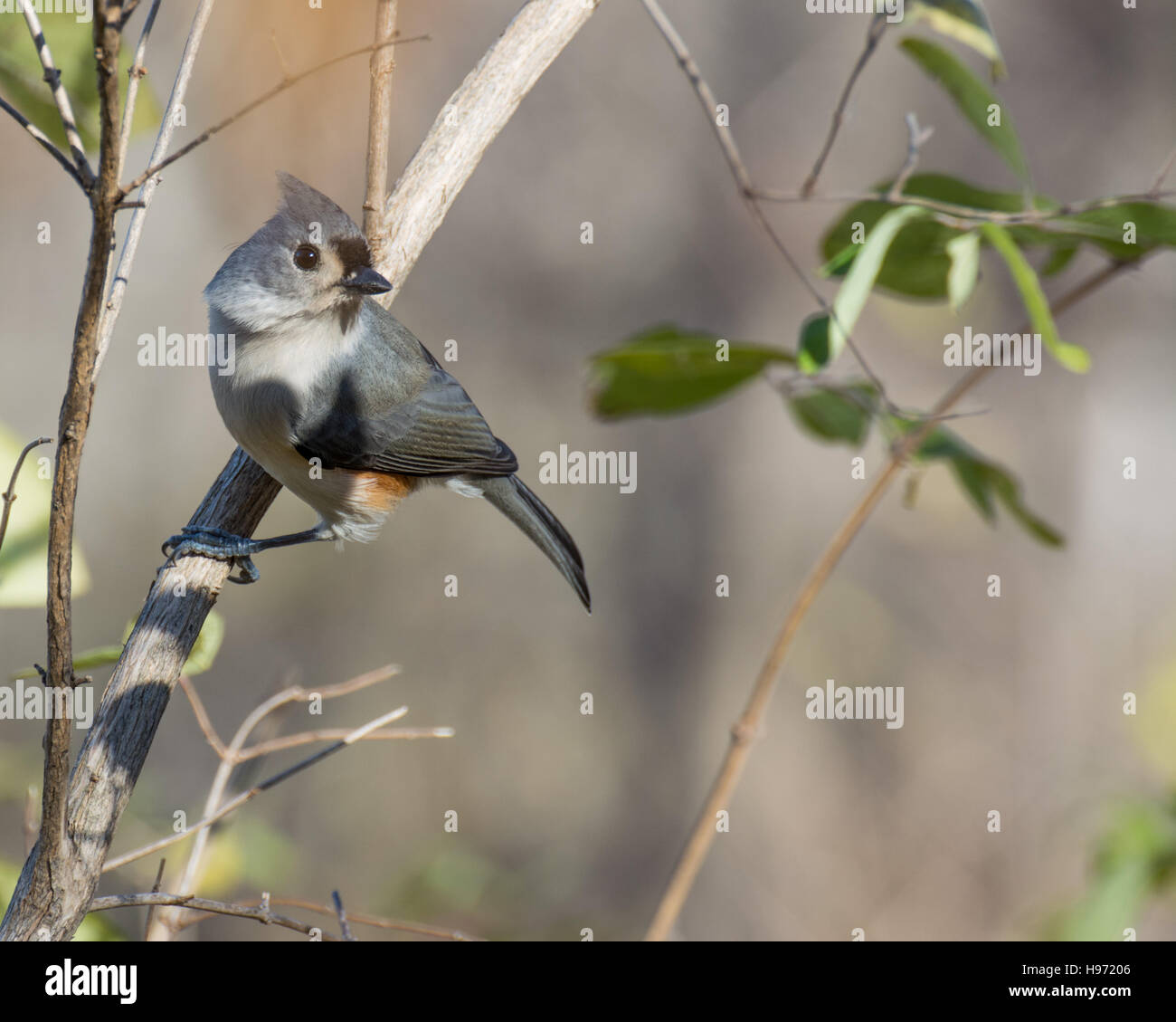 Titmouse hi-res stock photography and images - Alamy