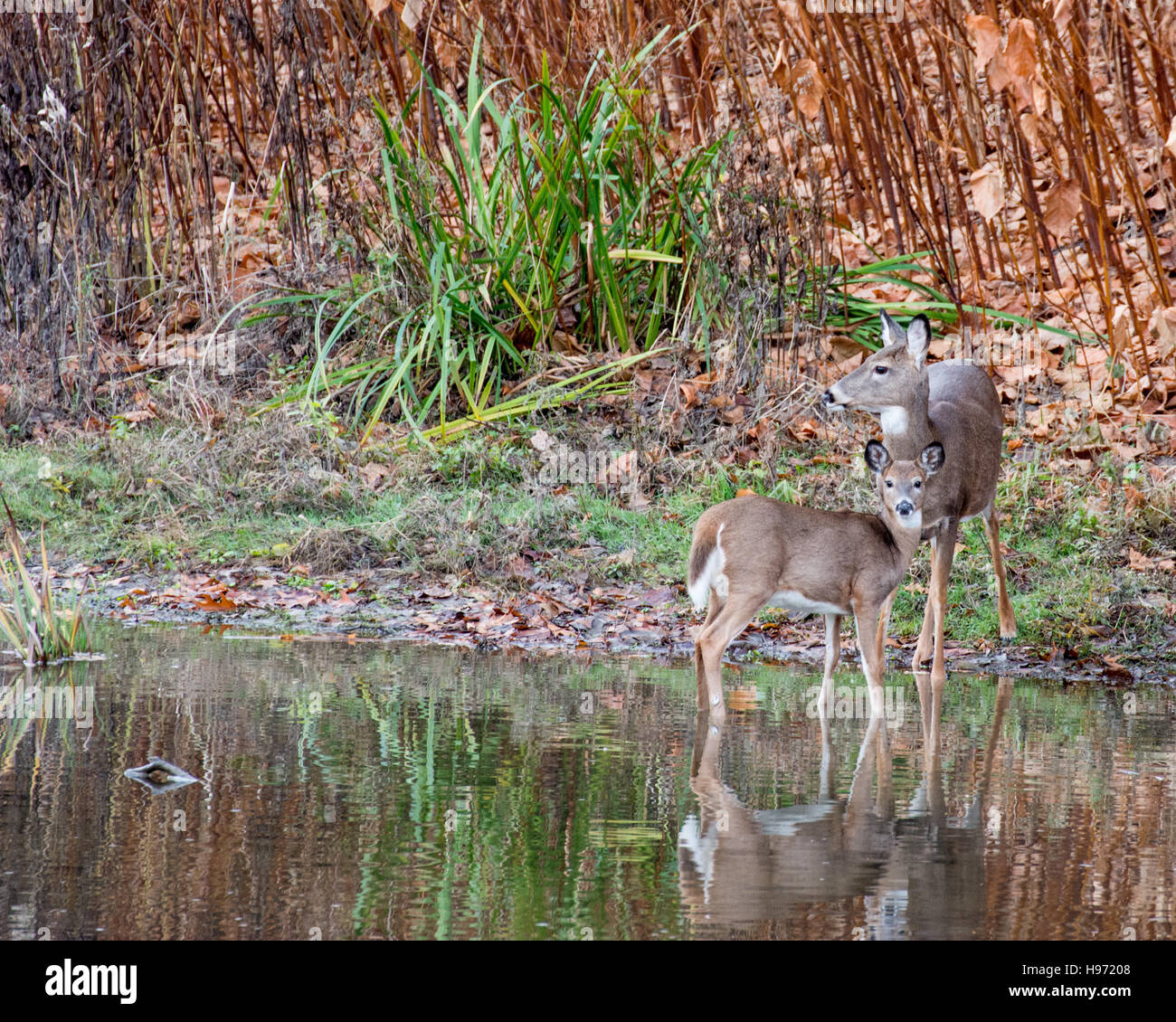 Whitetail Deer Whitetail Deer Yearling Whitetail Doe Doe High ...