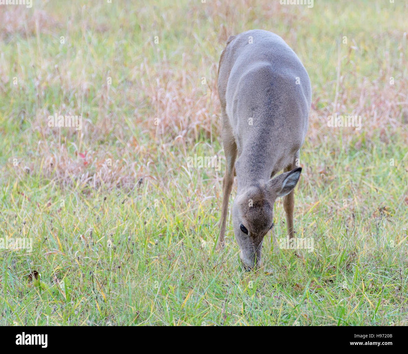 A one eared whitetail deer doe standing in a field Stock Photo - Alamy