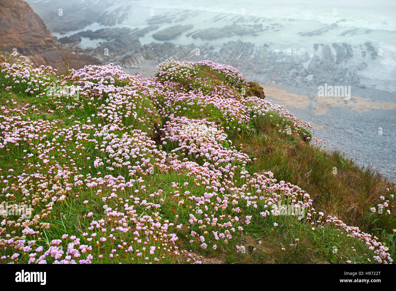 Cornish flowers hi-res stock photography and images - Alamy