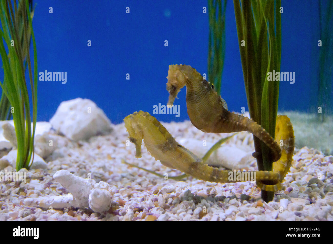 Two eyes of sea horse hi-res stock photography and images - Alamy