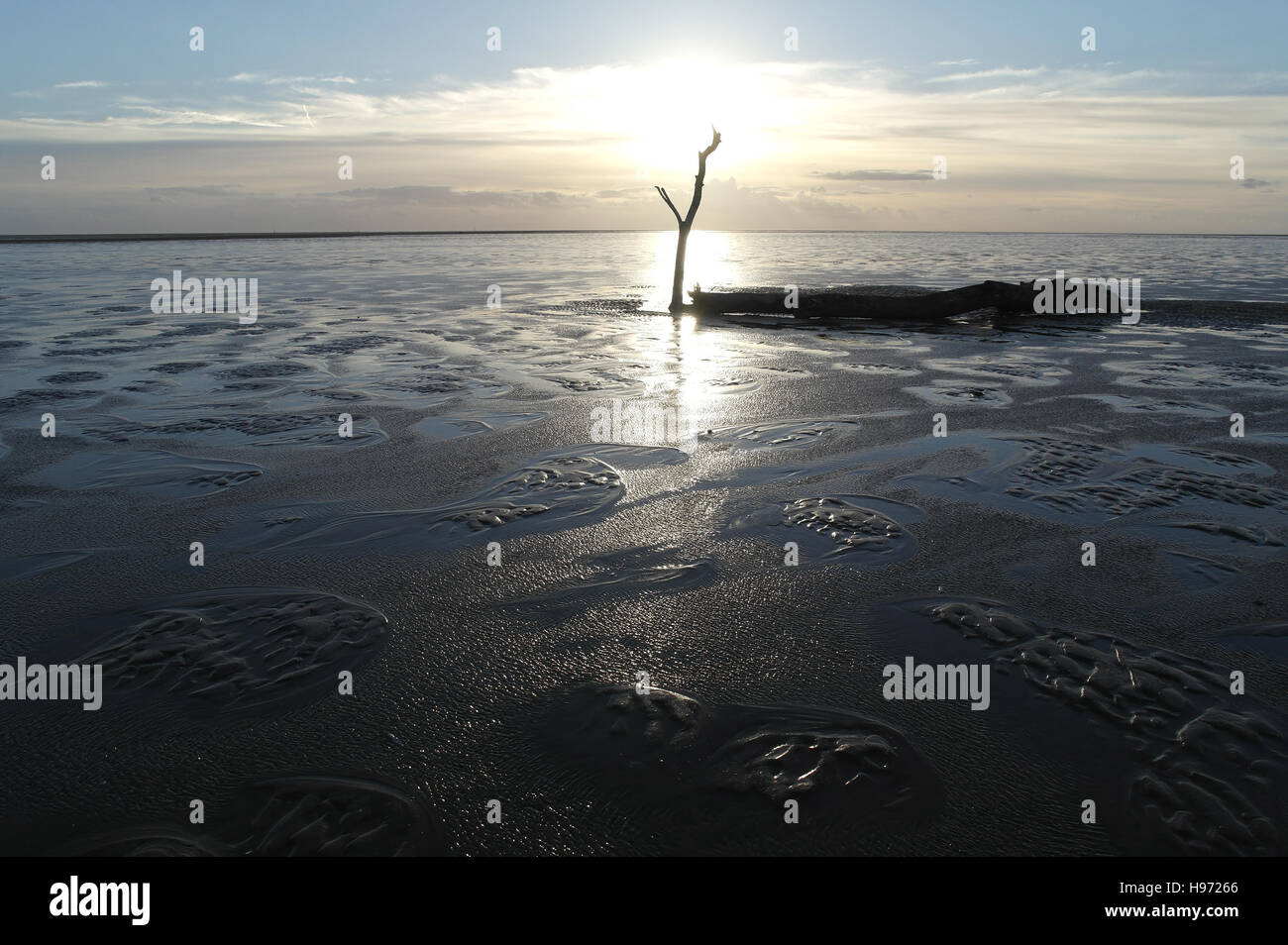 1 tall tree rising centre background hi-res stock photography and ...