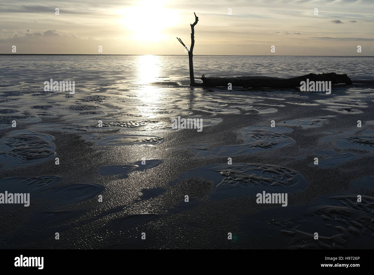 1 tall large tree rising left mid distance hi-res stock photography and ...