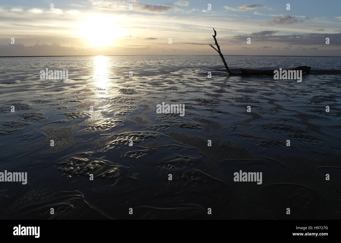 1 tall leaning branch standing rising trunk left end log hi-res stock ...