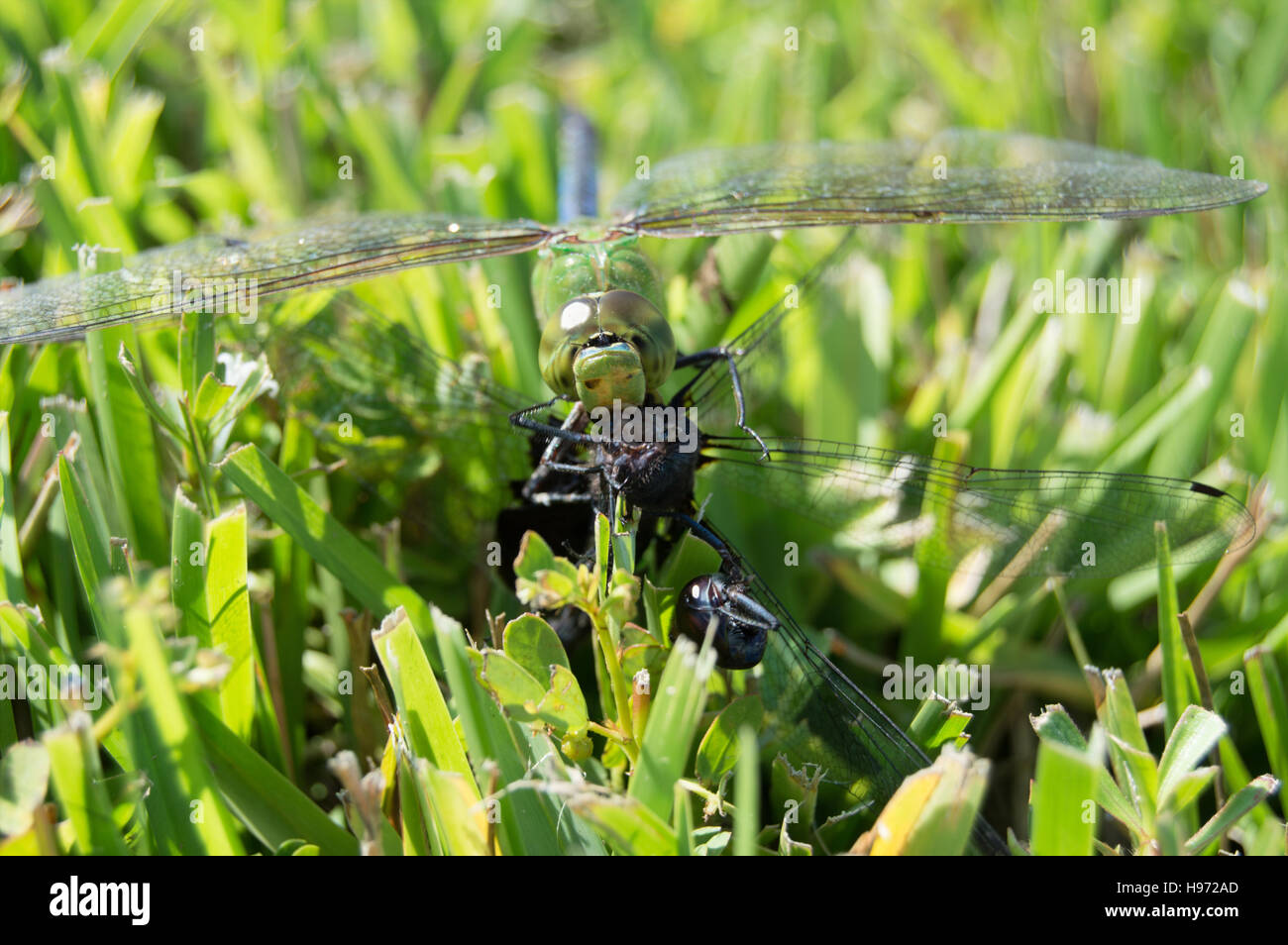 A male green garner dragonfly eating another dragonfly on grass Stock ...