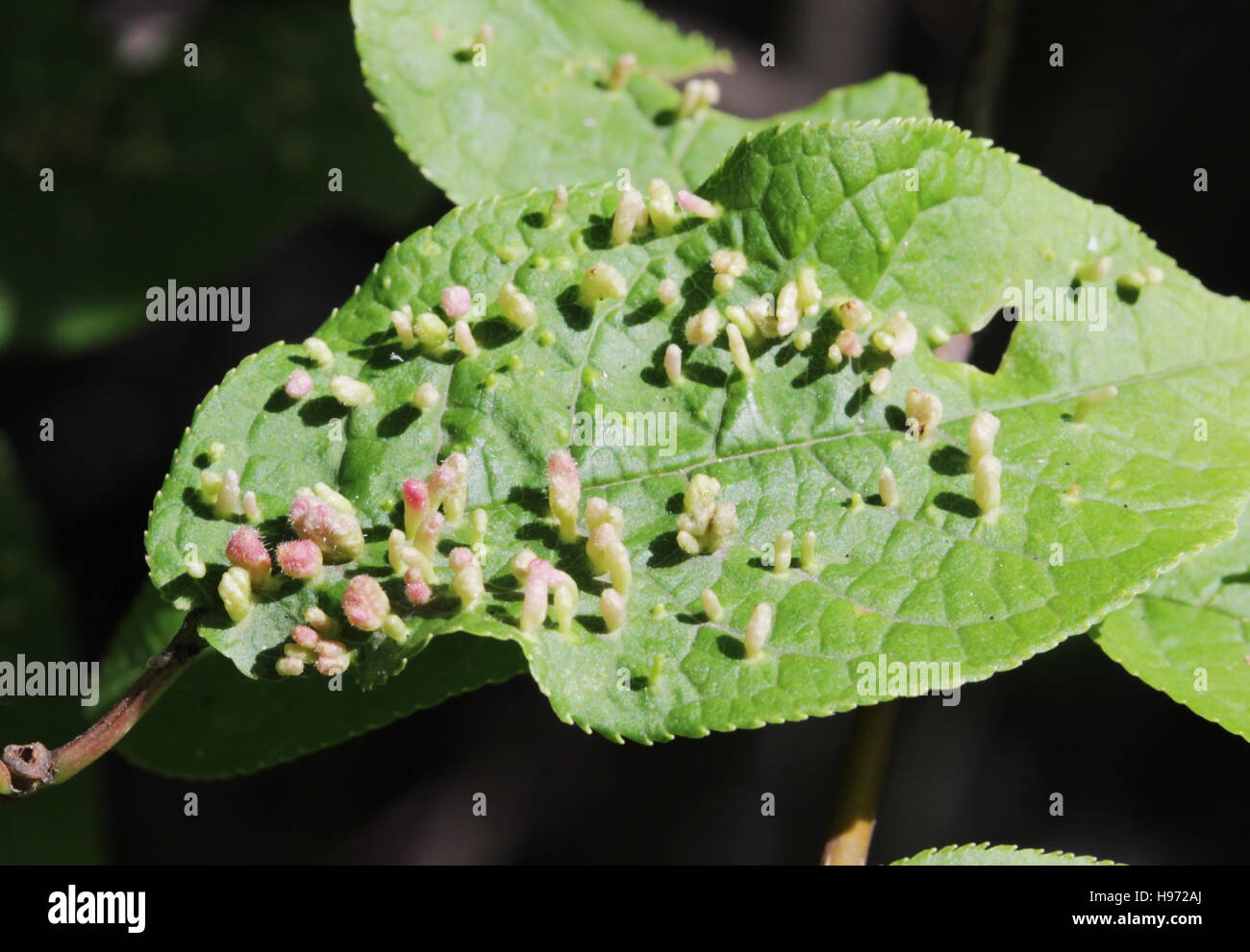 Galls bird hi-res stock photography and images - Alamy