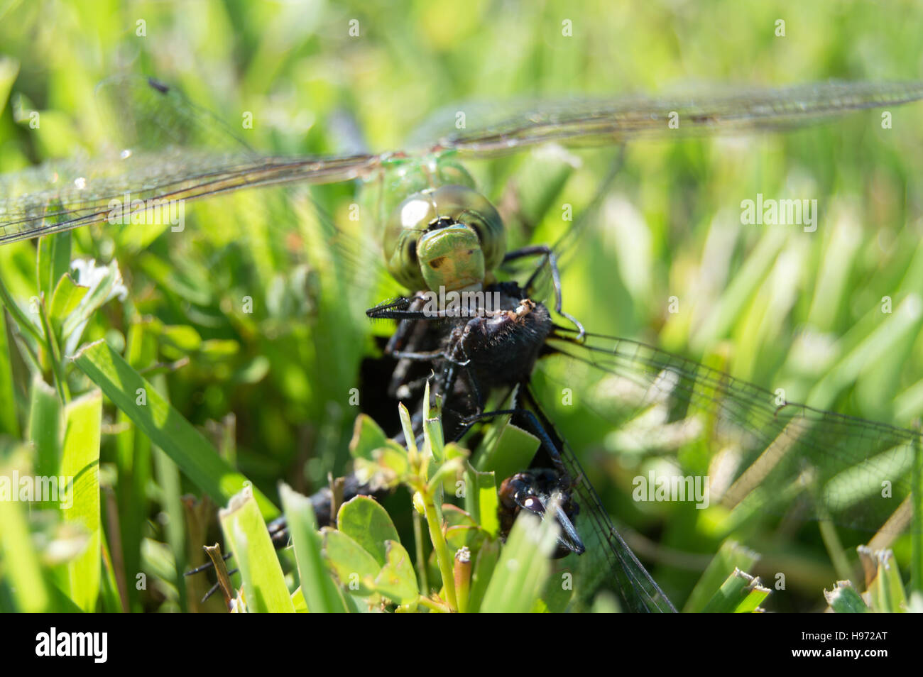 A male green garner dragonfly eating another dragonfly on grass Stock ...