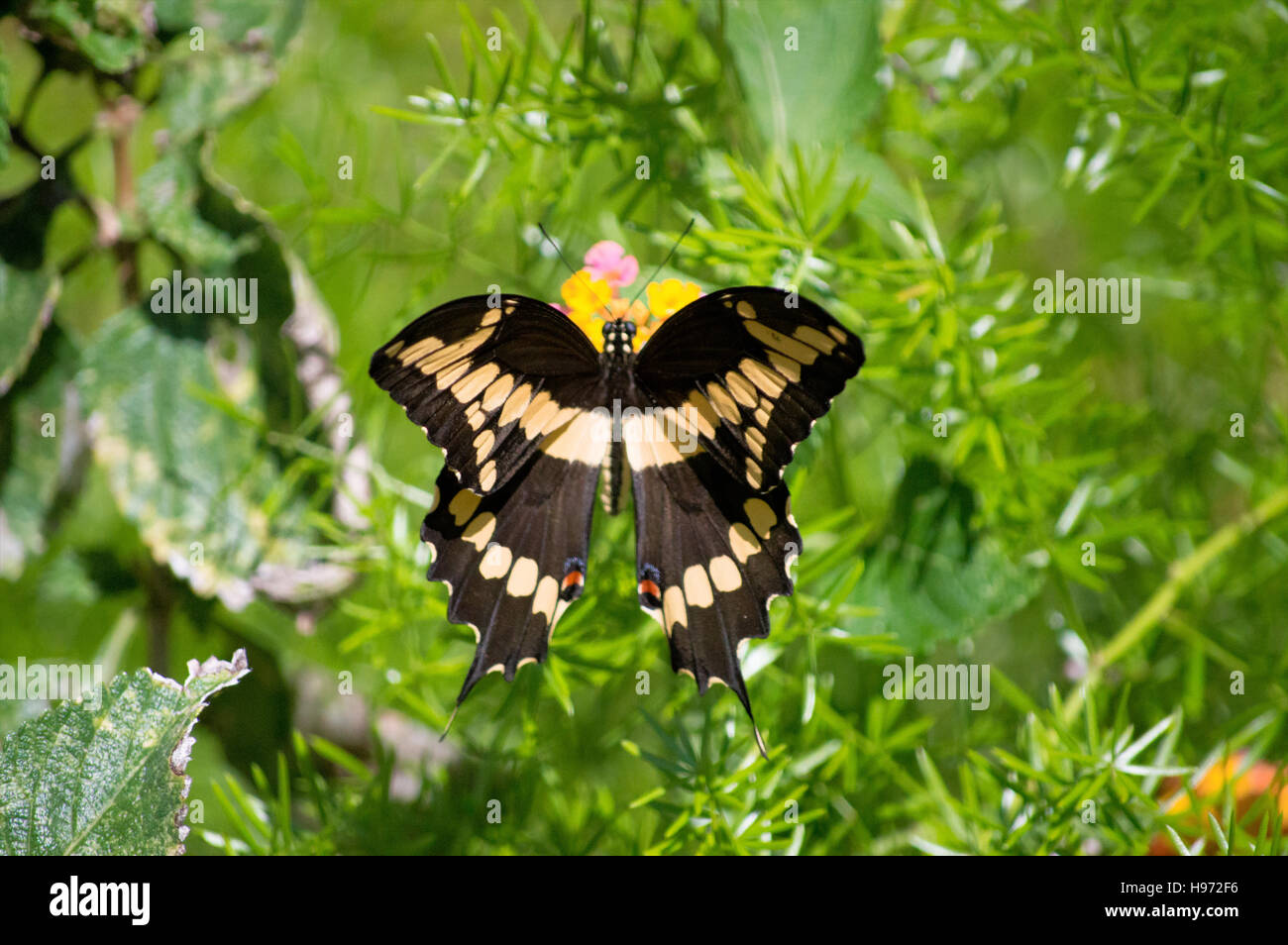 A yellow swallowtail fluttering on a multi-colored lantana flower Stock ...