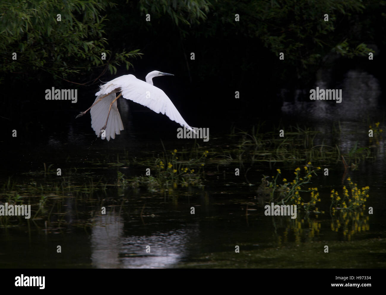 Great Egret (Egretta alba) having just taken off, Danube Delta, Romania ...