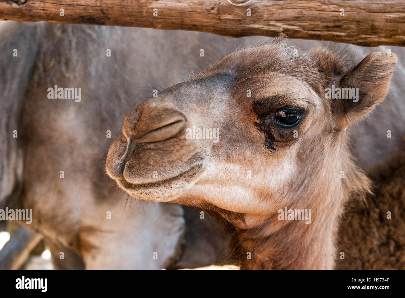 Small camel hi-res stock photography and images - Alamy