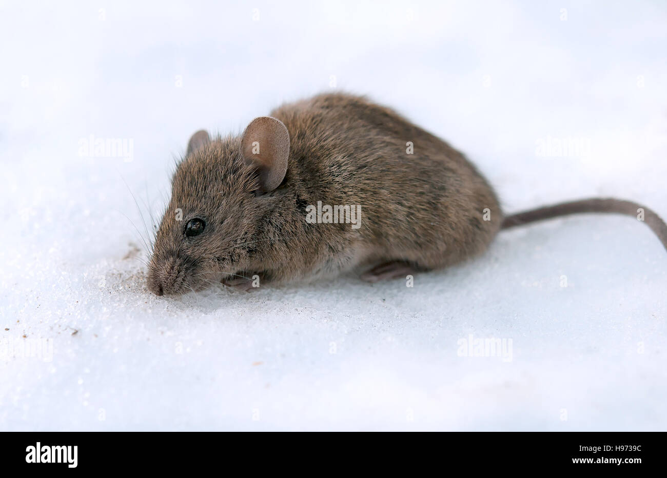 Field mouse burrow hi-res stock photography and images - Alamy