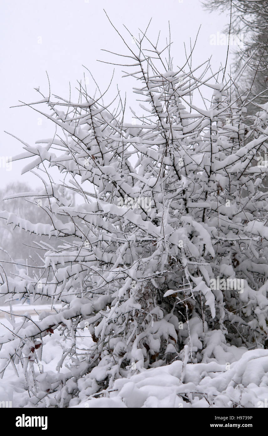 winter branches with snow and beautiful light Stock Photo - Alamy
