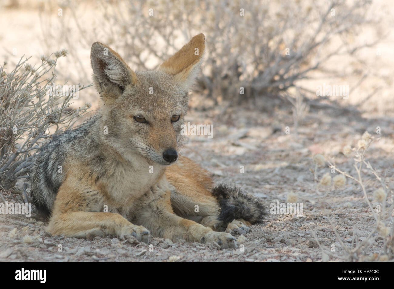 Black-Backed Jackal, seen in namibia, africa Stock Photo - Alamy