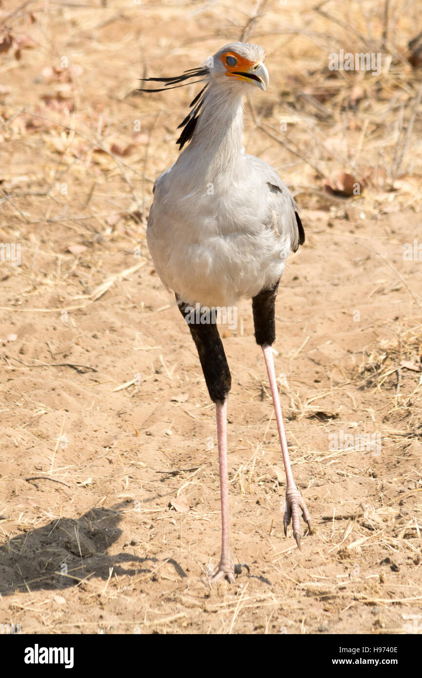 Portrait of a Secretary Bird walking over ground, seen in namibia ...